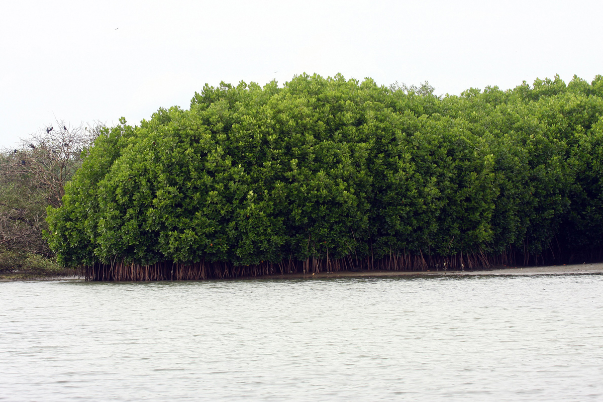 Vegetation – Kadalundi-Vallikunnu